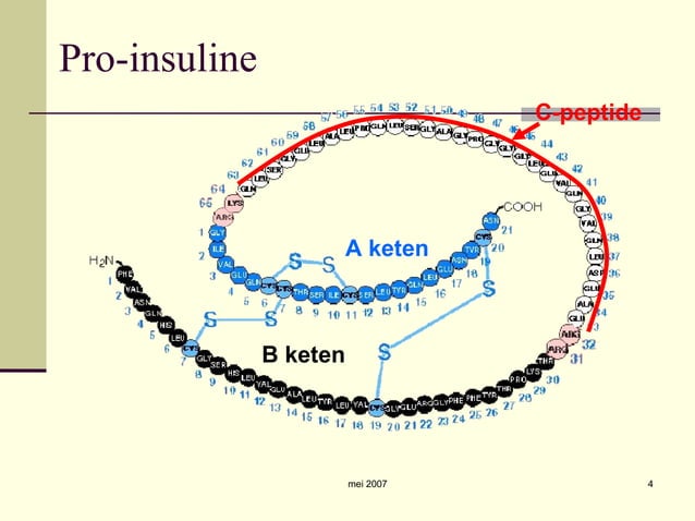 Fwd: ppt powerpoint insuline maggie | PPT