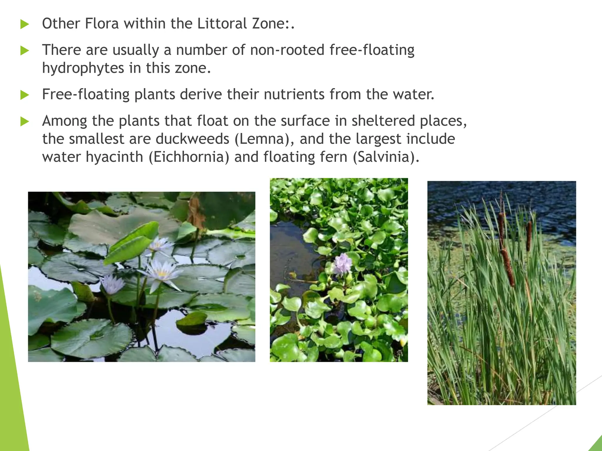 FW ecosystem z2 edited.pptx includes lentic and lotic ecosystem | PPTX