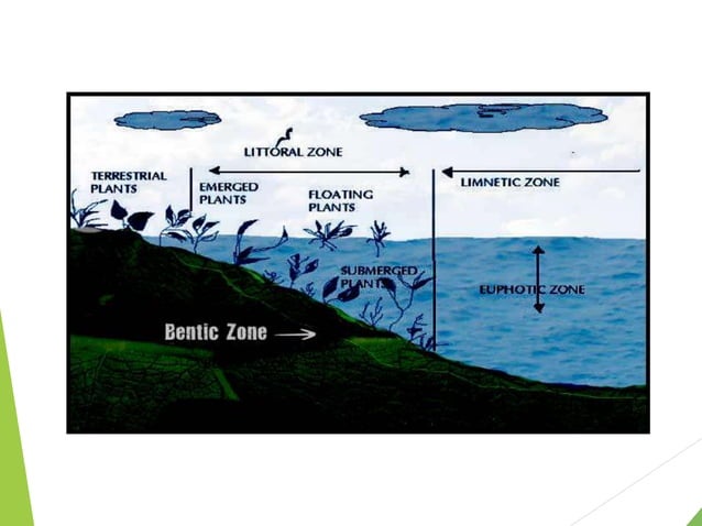 FW ecosystem z2 edited.pptx includes lentic and lotic ecosystem | PPTX