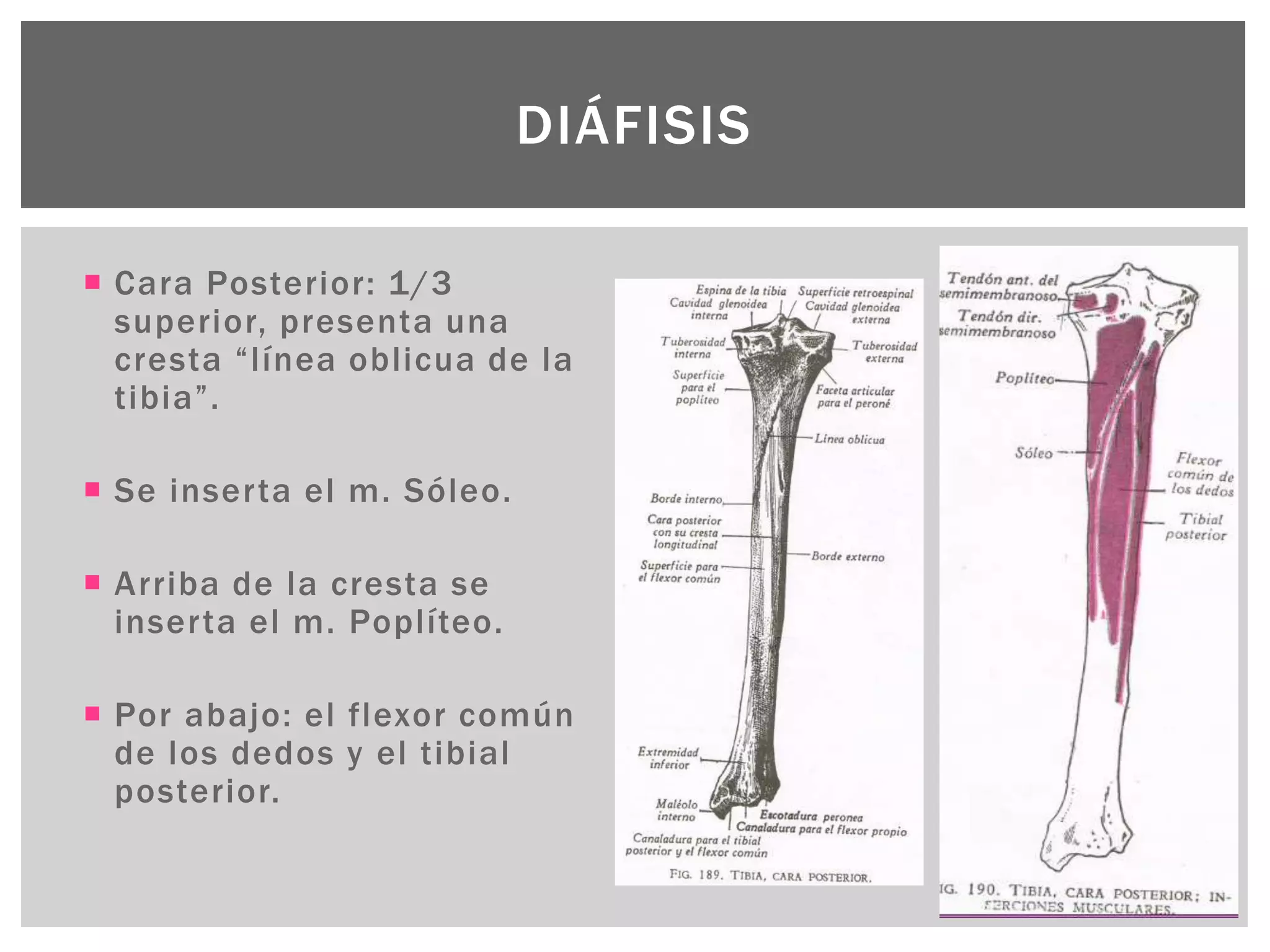 Fx de tibia y tobillo | PPTX