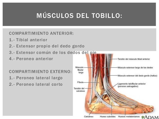 Fx de tibia y tobillo
