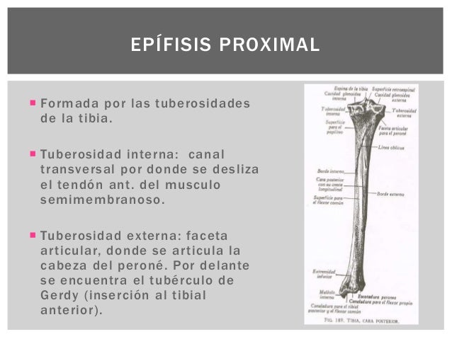 Fx de tibia y tobillo