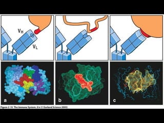Immunochemistry figures | PPT