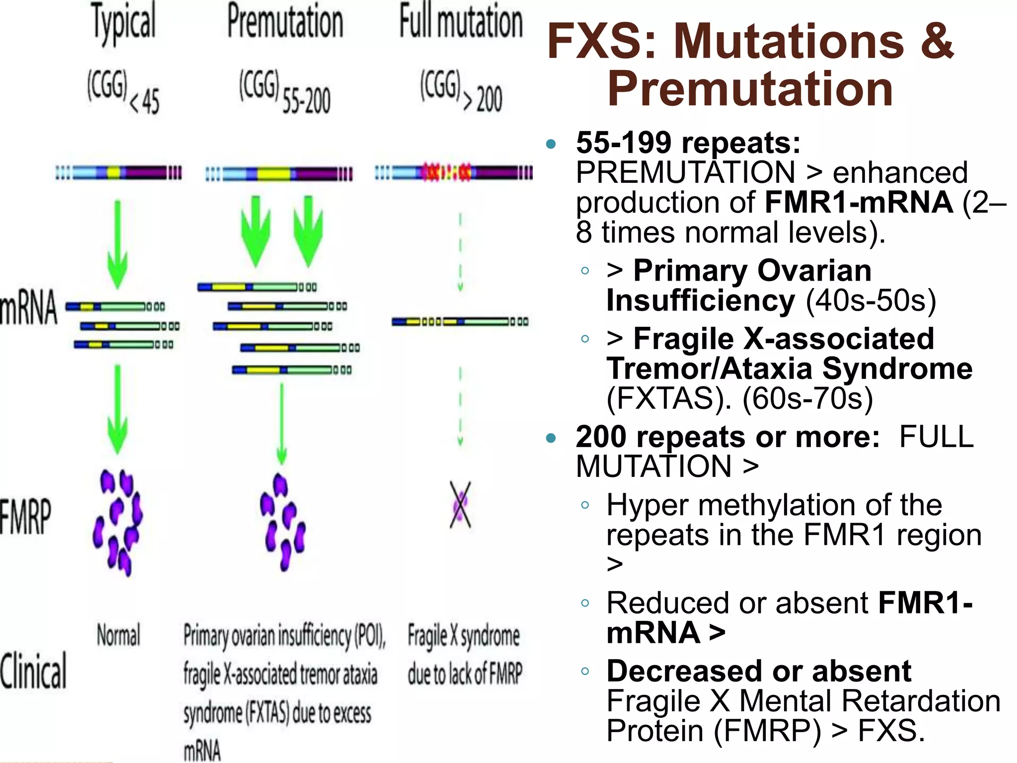 Fragile X Syndrome | PPTX