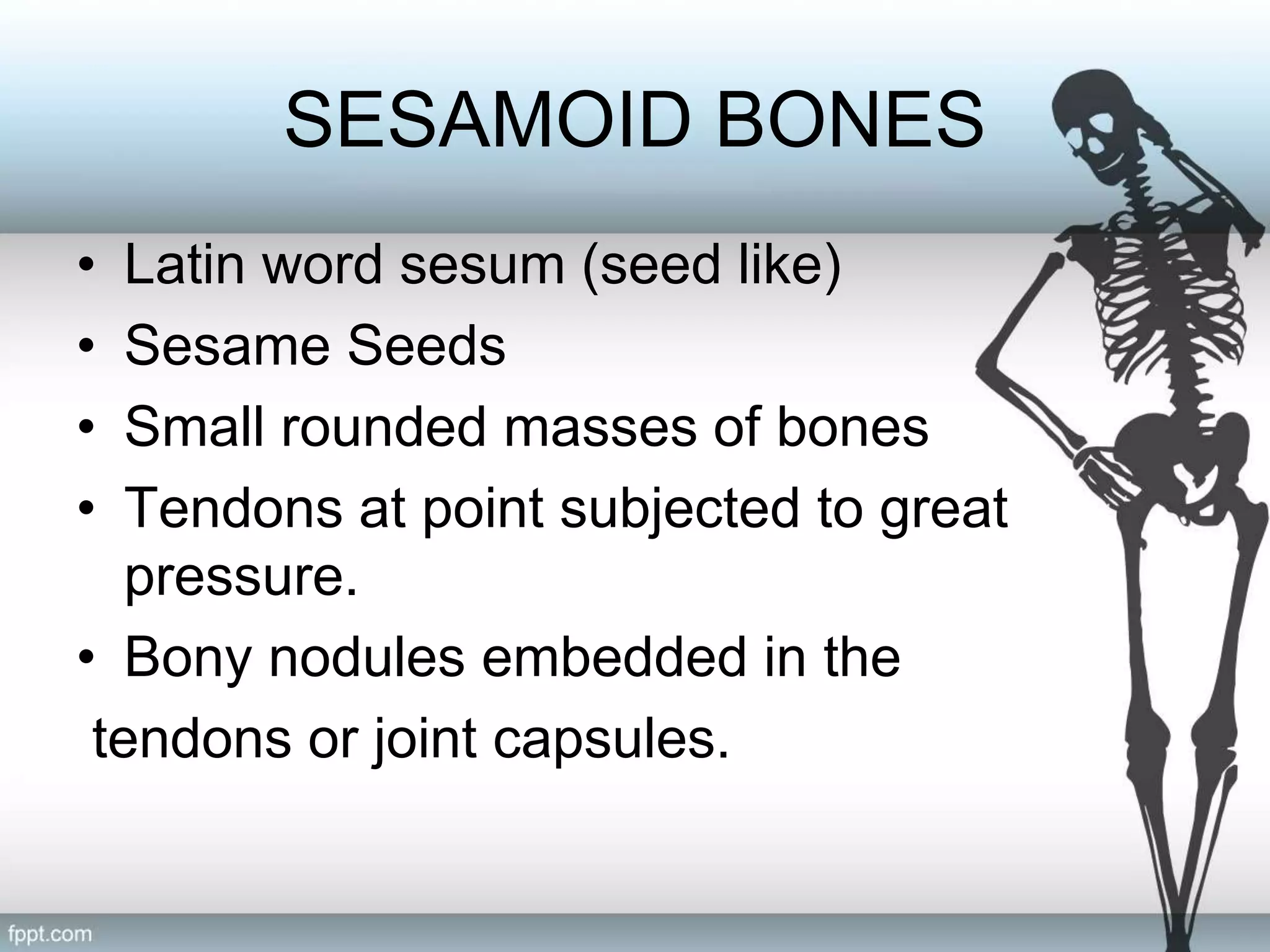 SESAMOID BONES | PPT | Death, Injury, or Military Conflict | Sensitive ...