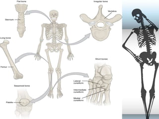SESAMOID BONES | PPT