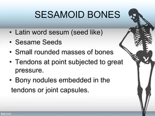 SESAMOID BONES | PPT