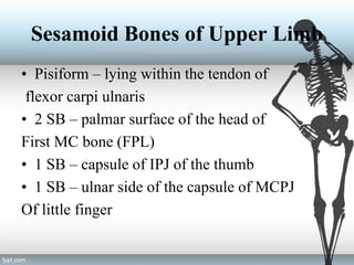 SESAMOID BONES | PPT | Death, Injury, or Military Conflict | Sensitive ...