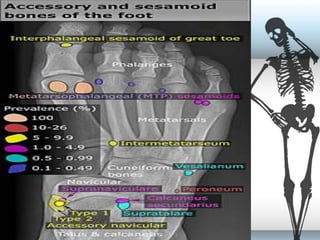 SESAMOID BONES | PPT