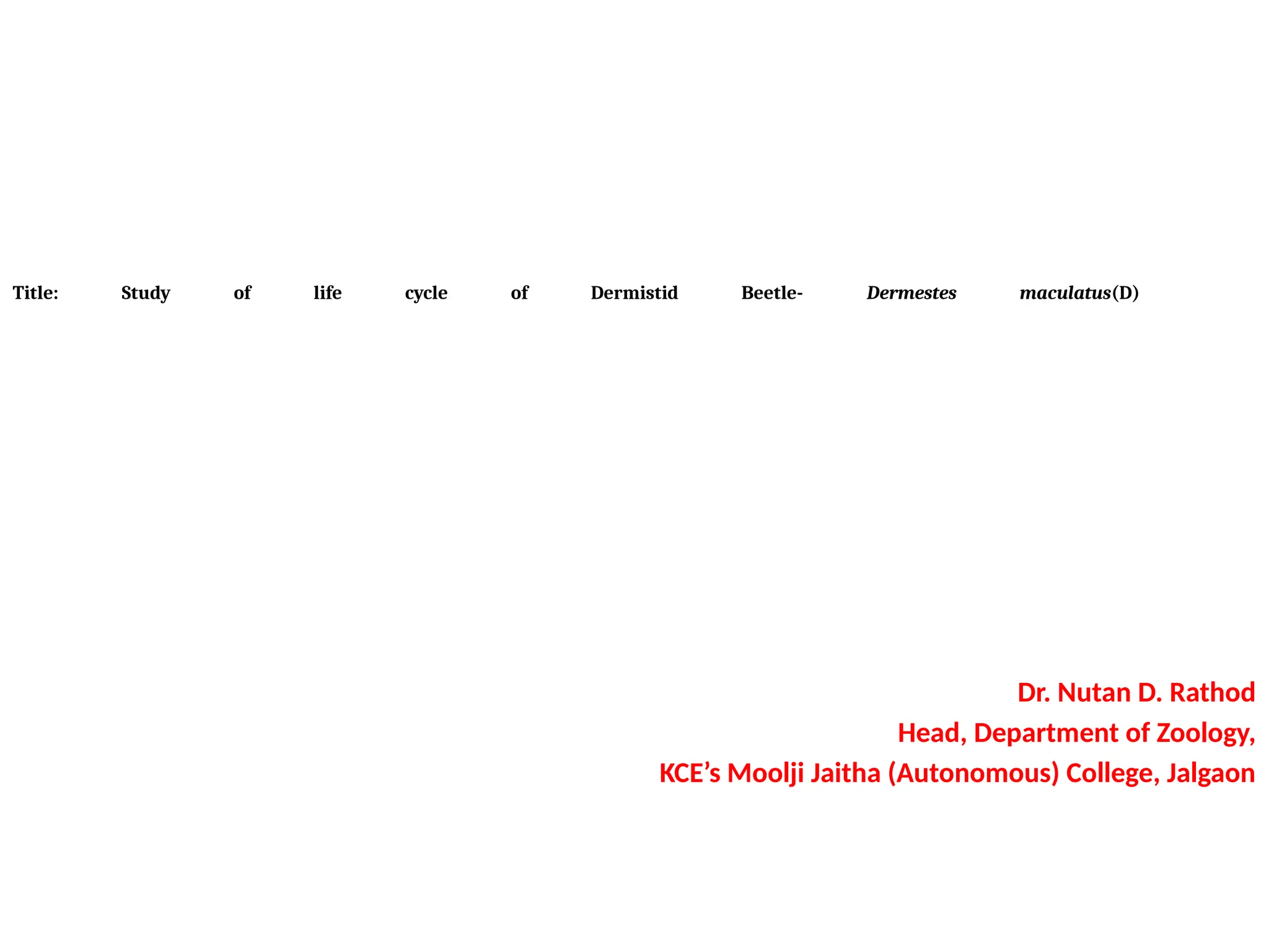Study of life cycle of Dermistid Beetle- Dermestes maculatus(D) | PPTX