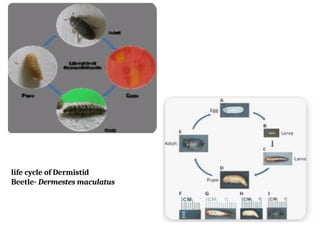 Study of life cycle of Dermistid Beetle- Dermestes maculatus(D) | PPTX