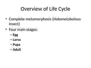 Study of life cycle of Dermistid Beetle- Dermestes maculatus(D) | PPTX