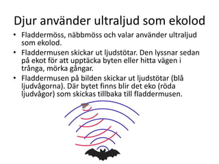 Lena Koinberg | Fysik: Ljud | PPTX