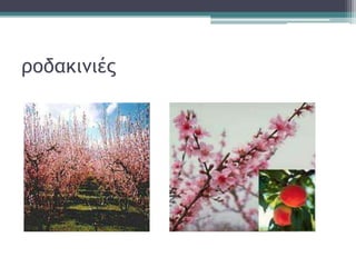 ΠΑΡΟΥΣΙΑΣΗ ΦΥΤΑ | PPTX