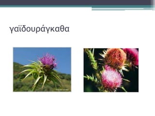 ΠΑΡΟΥΣΙΑΣΗ ΦΥΤΑ | PPTX