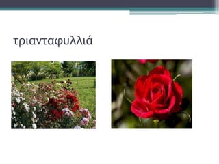 ΠΑΡΟΥΣΙΑΣΗ ΦΥΤΑ | PPTX