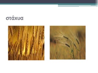 ΠΑΡΟΥΣΙΑΣΗ ΦΥΤΑ | PPTX