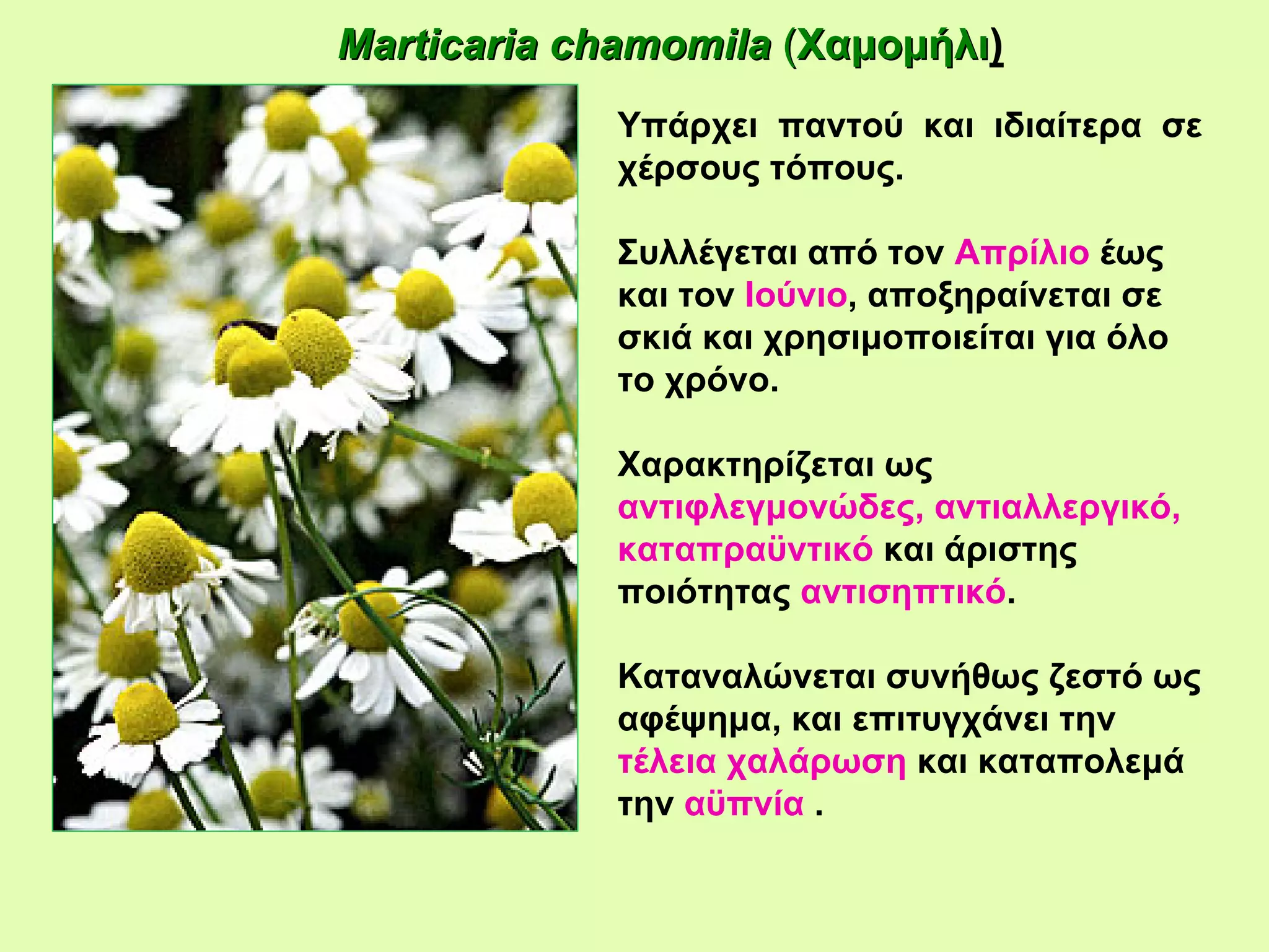 Φυτά της Ελληνικής Γης | PPT