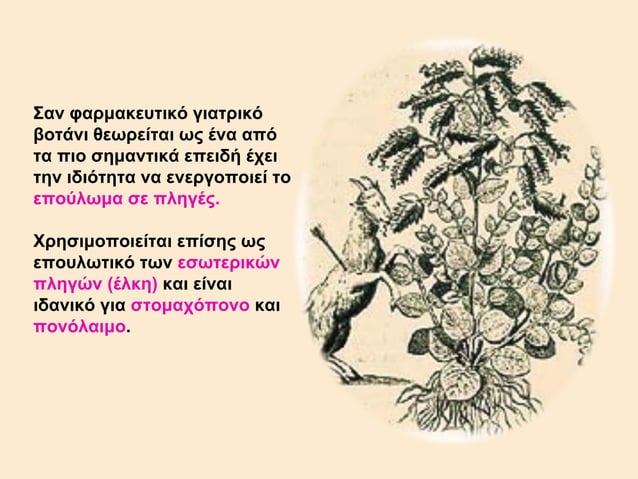 Φυτά της Ελληνικής Γης | PPT