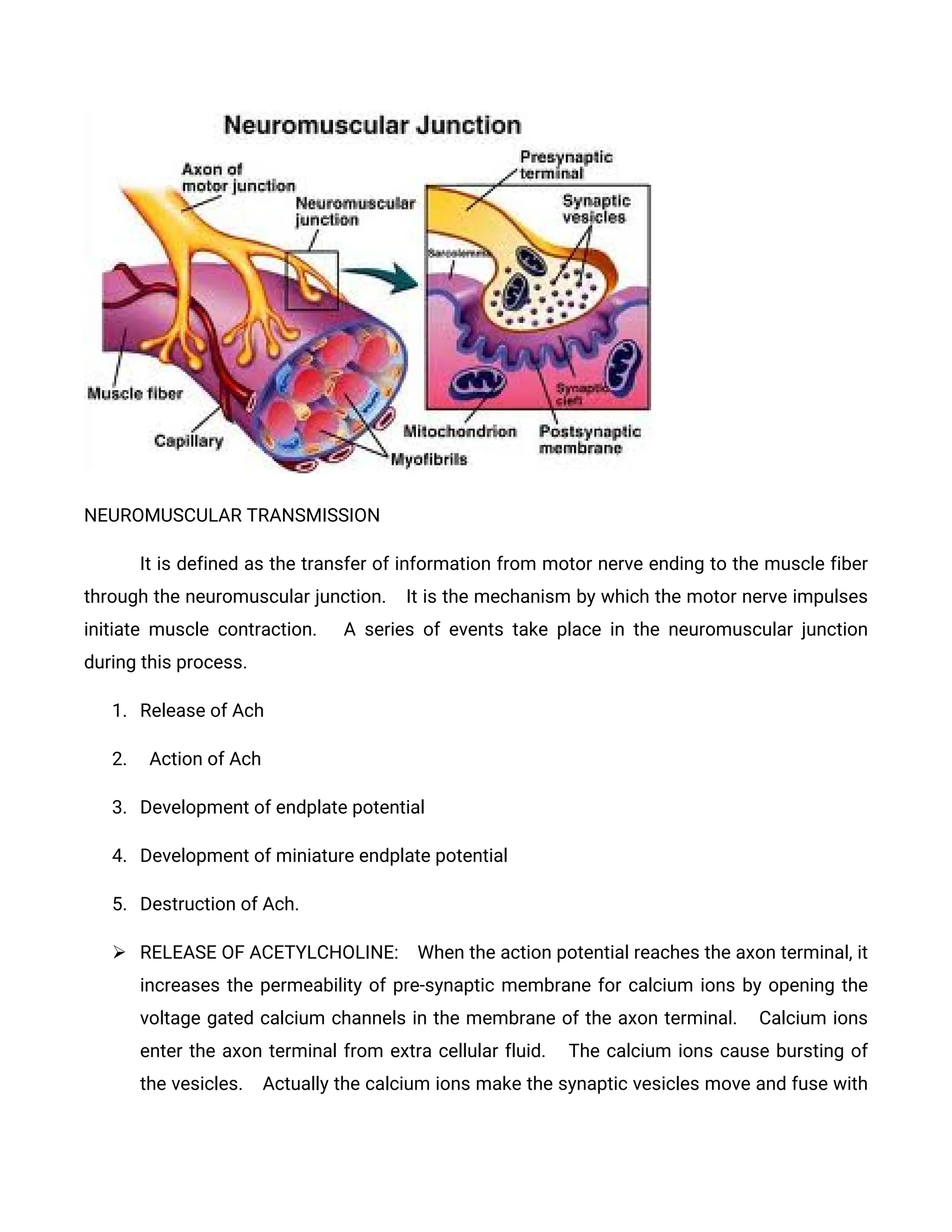 MUSCULAR SYSTEM for B sc Nursing students | PDF