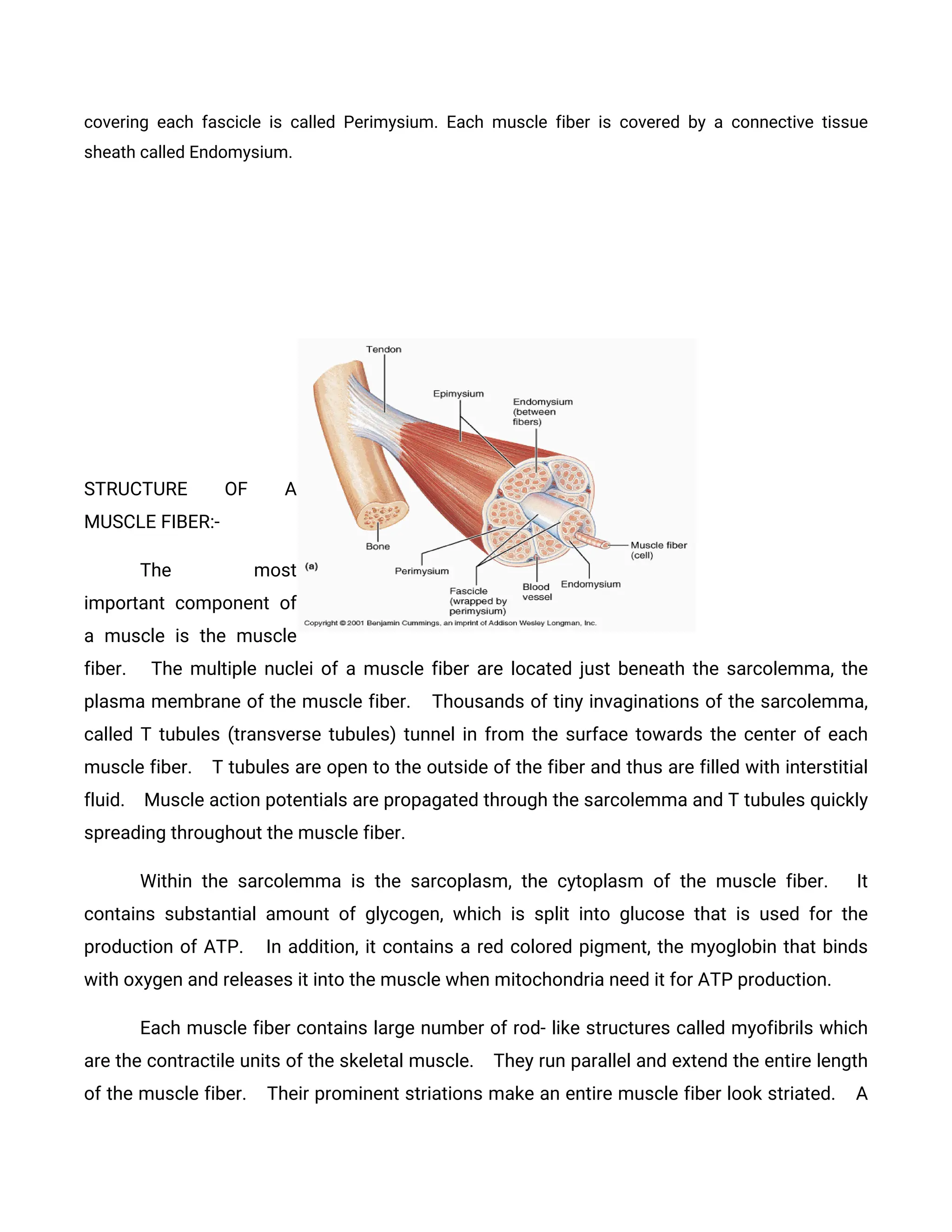 MUSCULAR SYSTEM for B sc Nursing students | PDF