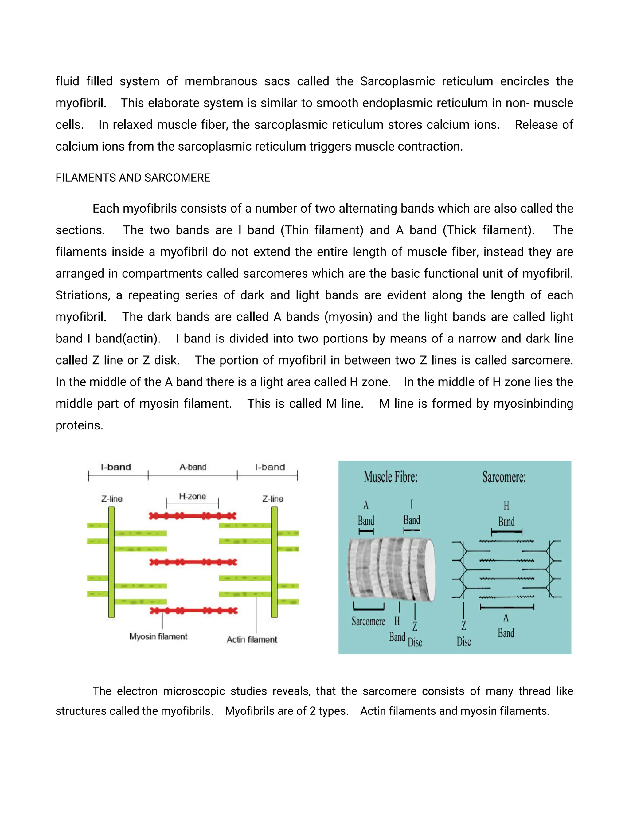 MUSCULAR SYSTEM for B sc Nursing students | PDF