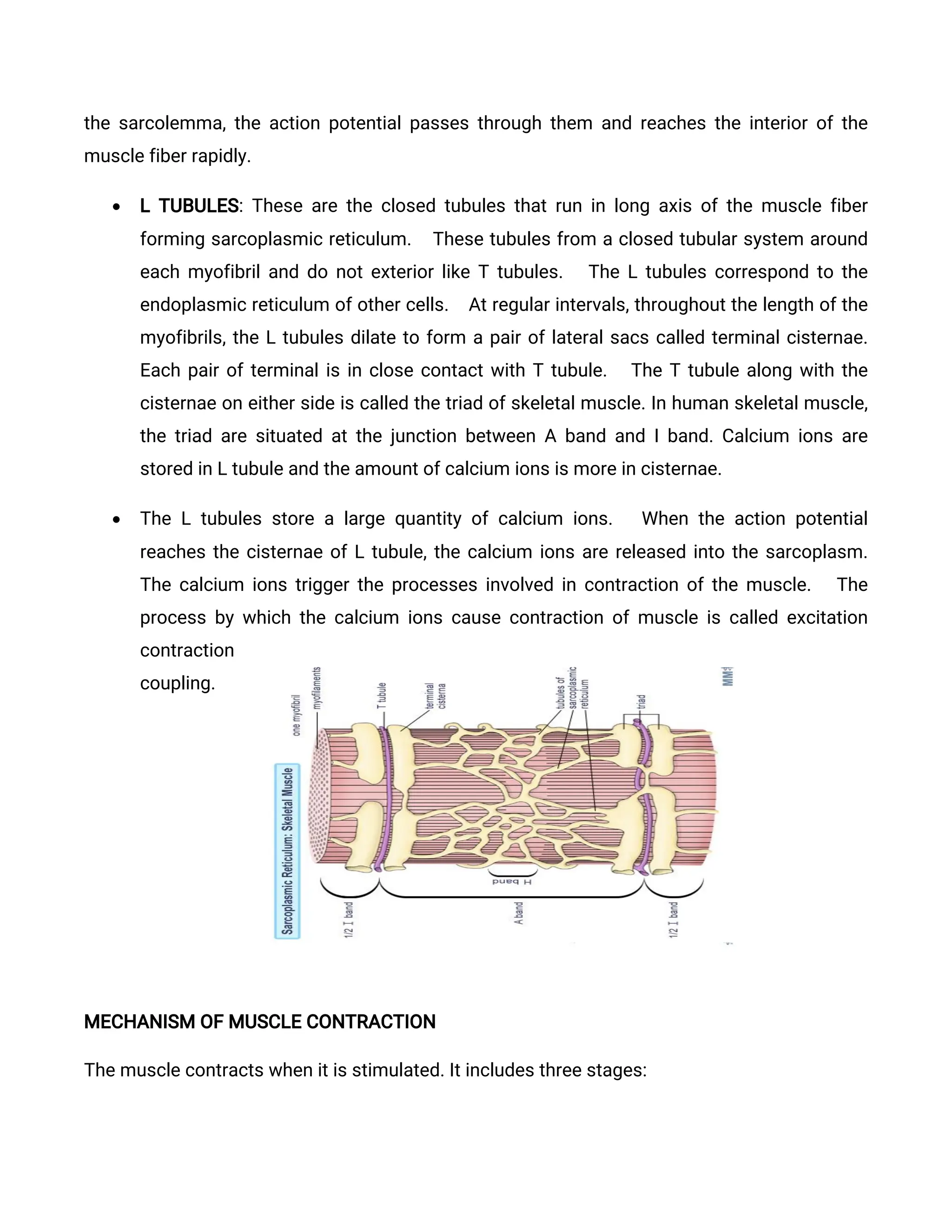 MUSCULAR SYSTEM for B sc Nursing students | PDF