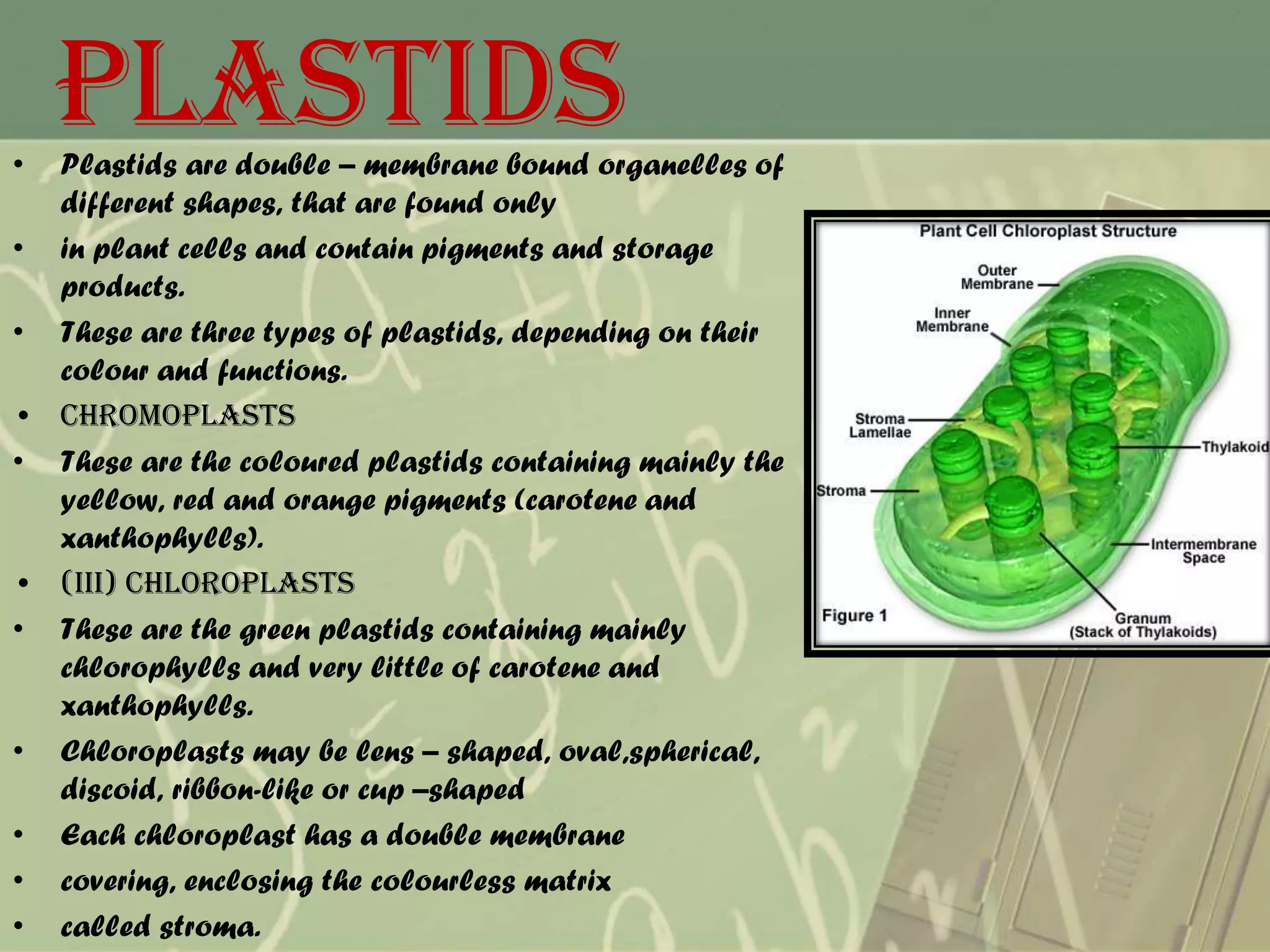 CELLS- The basic unit of life | PPTX