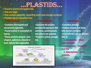 CELLS- The basic unit of life | PPTX
