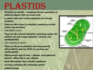 CELLS- The basic unit of life | PPTX
