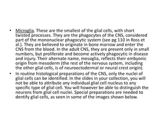 NEURON SUPPORTIVE CELLS OR ANS | PPTX