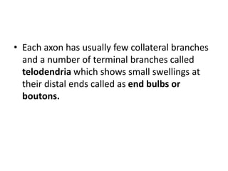 NEURON SUPPORTIVE CELLS OR ANS | PPTX