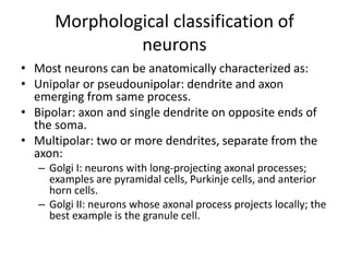 NEURON SUPPORTIVE CELLS OR ANS | PPTX