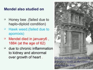 Gregor Mendel Studying Honey Bees