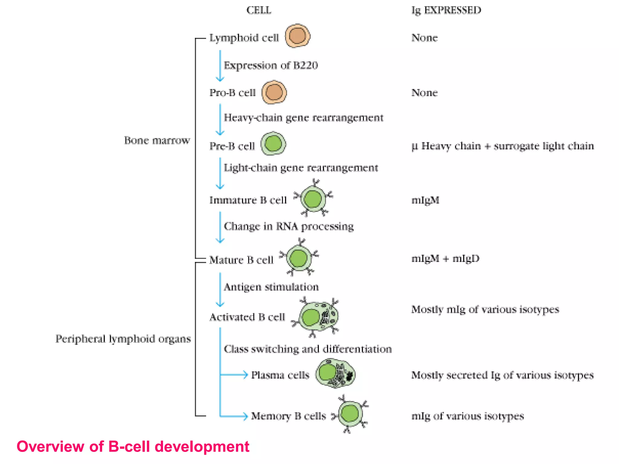 G.2014-immuno~ (10a.humoral immunity'bcell'-jyh) | PPT