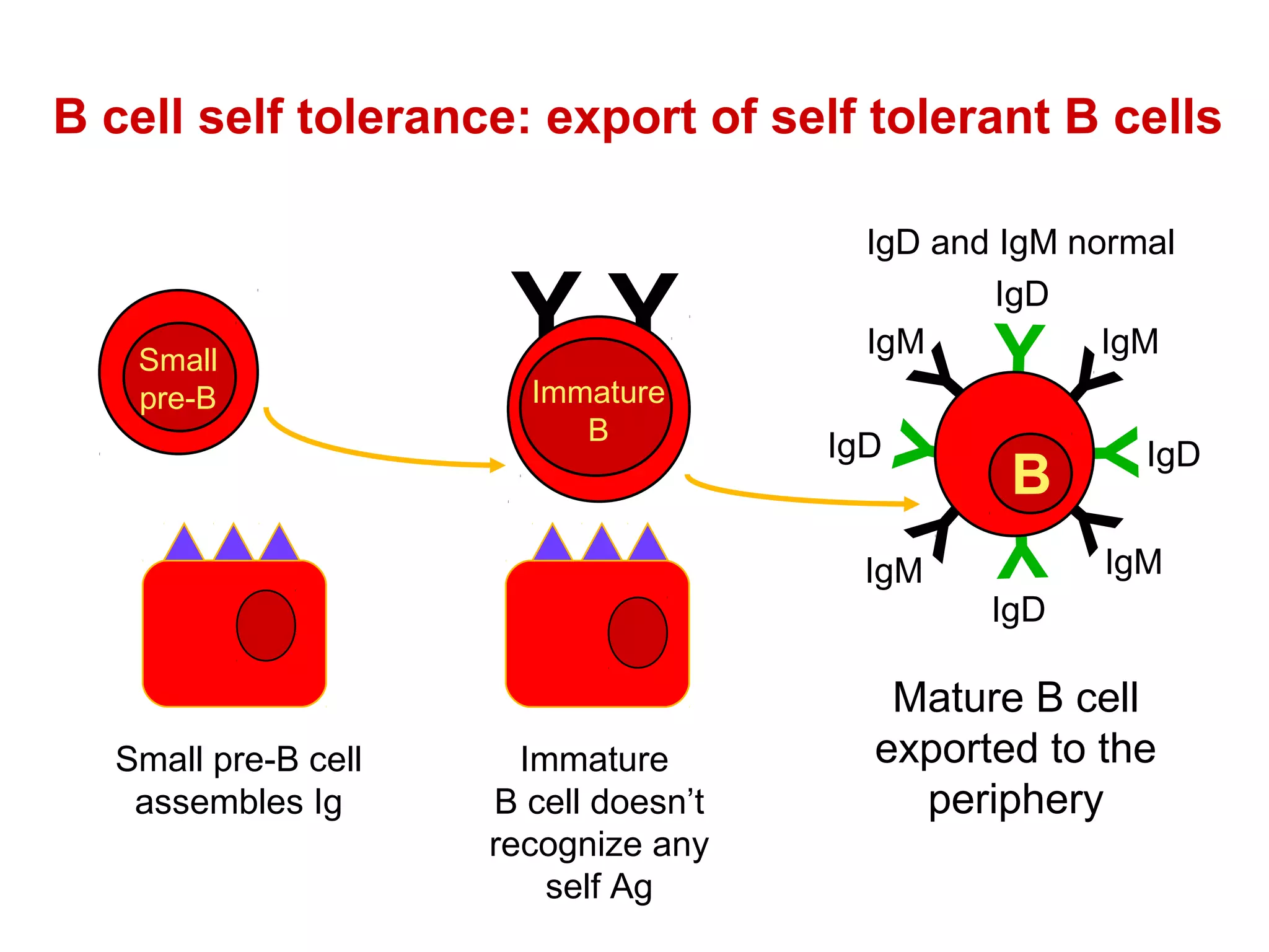 G.2014-immuno~ (10a.humoral immunity'bcell'-jyh) | PPT