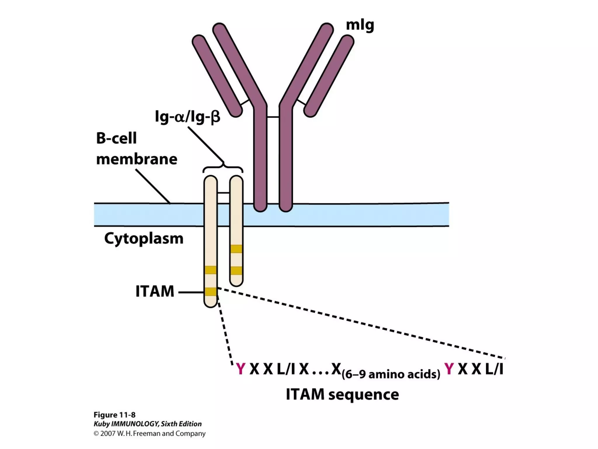 G.2014-immuno~ (10a.humoral immunity'bcell'-jyh) | PPT | Free Download