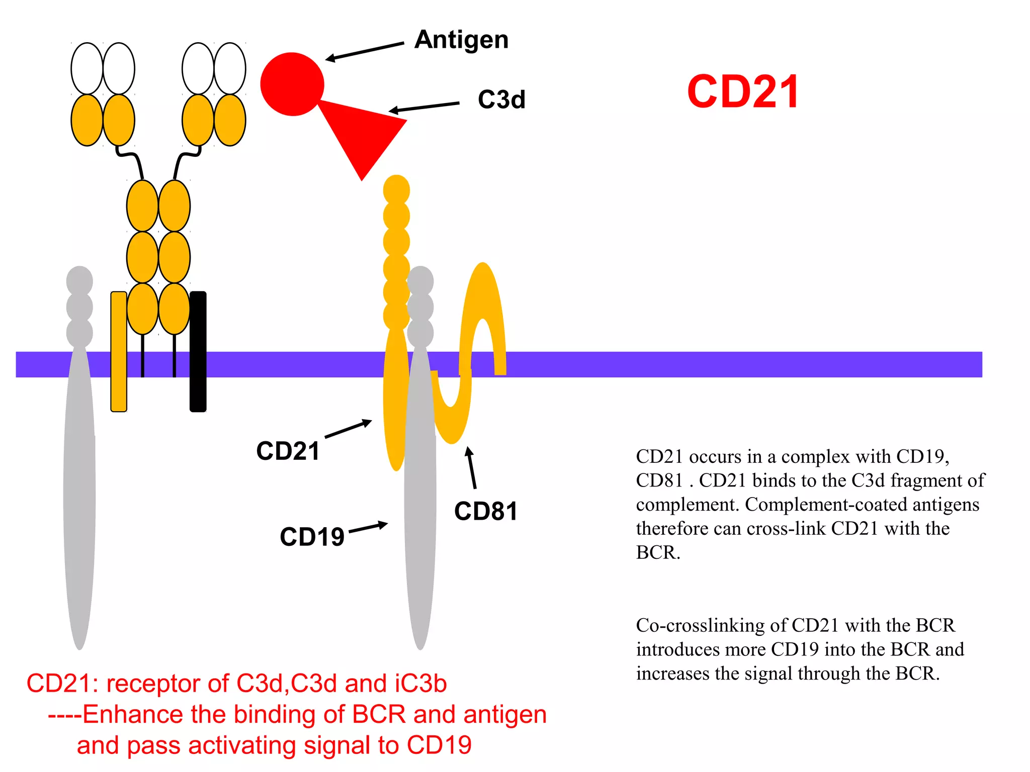 G.2014-immuno~ (10a.humoral immunity'bcell'-jyh) | PPT