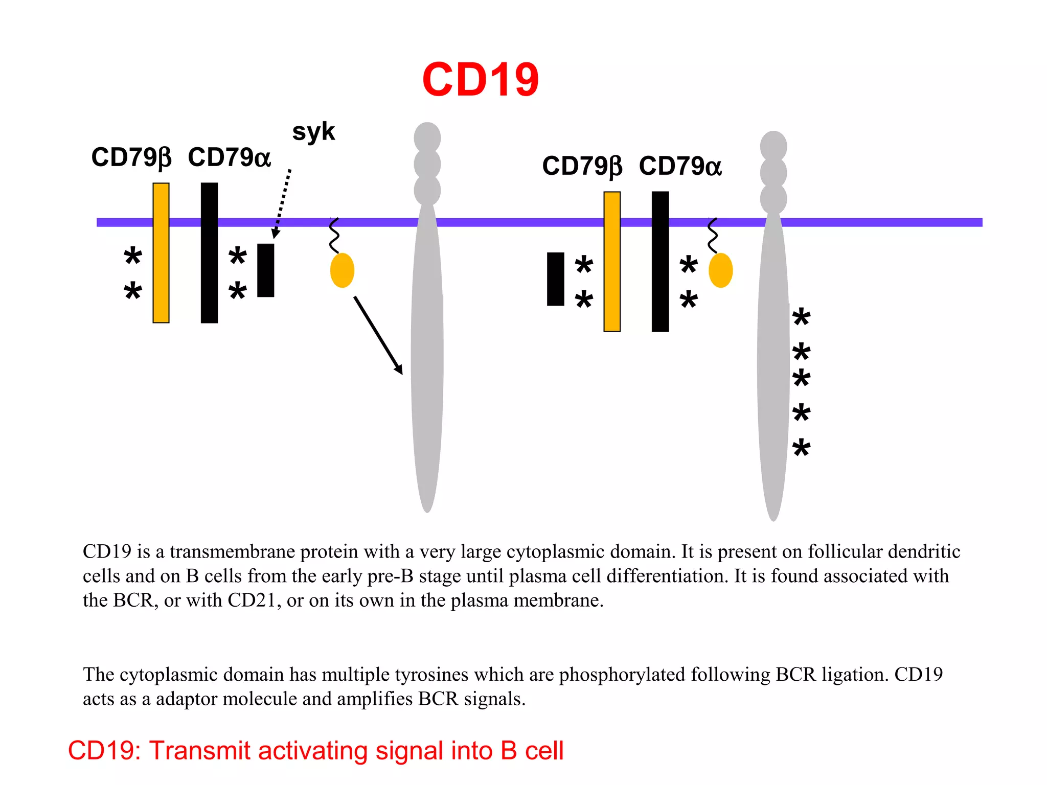 G.2014-immuno~ (10a.humoral immunity'bcell'-jyh) | PPT