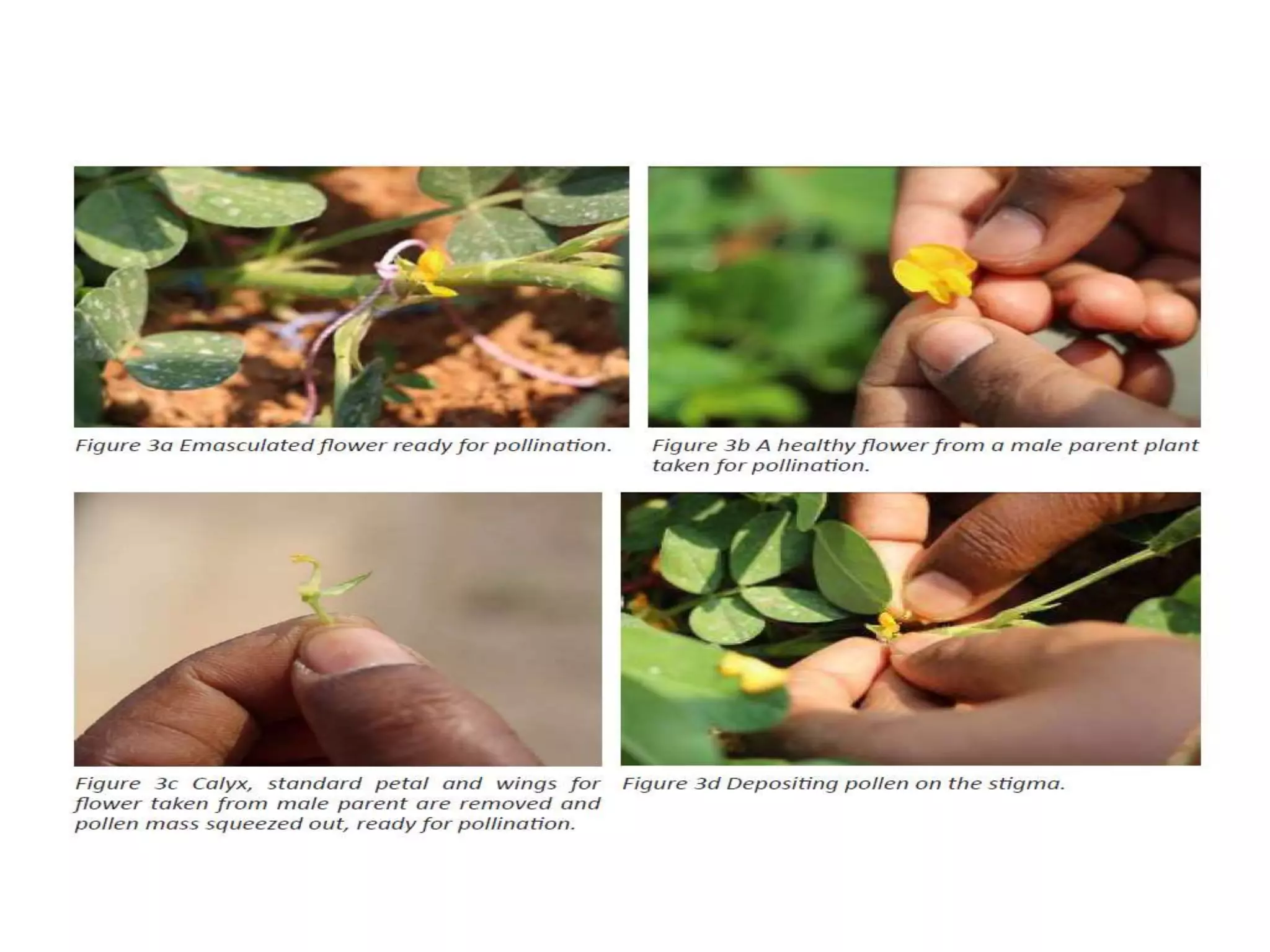 Advances in Ground nut breeding | PPT
