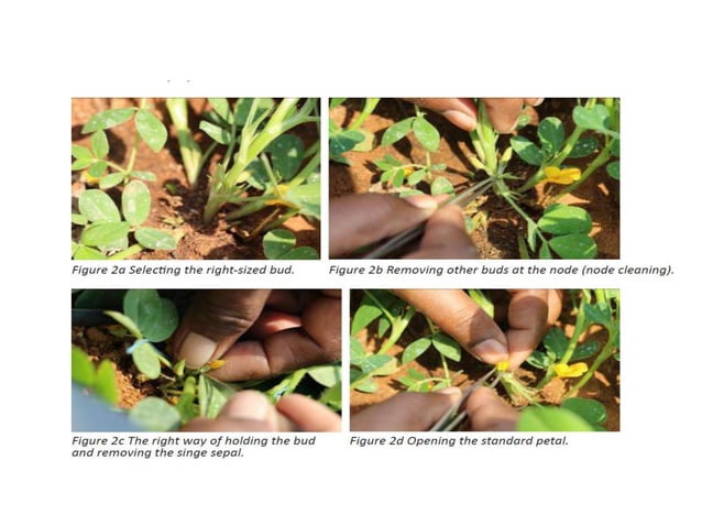 Advances in Ground nut breeding | PPT