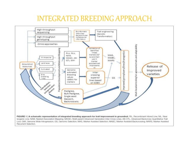 Advances in Ground nut breeding | PPT