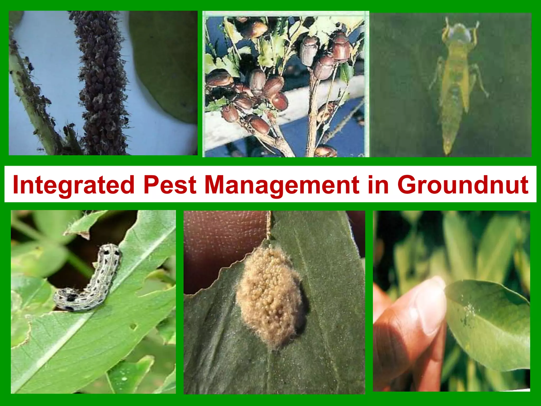 Integrated Pest Management in Groundnut: By RARS Tirupat and AICRP ...