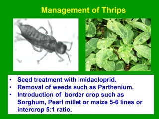 Integrated Pest Management in Groundnut: By RARS Tirupat and AICRP ...