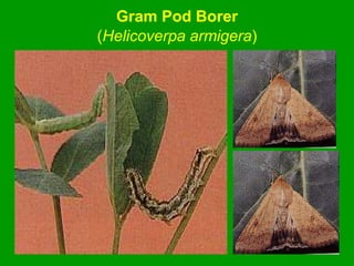Integrated Pest Management in Groundnut: By RARS Tirupat and AICRP ...