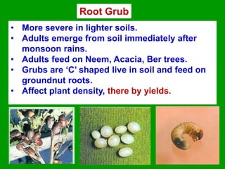 Integrated Pest Management in Groundnut: By RARS Tirupat and AICRP ...