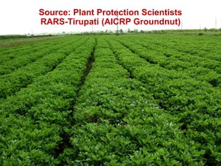 Integrated Pest Management in Groundnut: By RARS Tirupat and AICRP ...