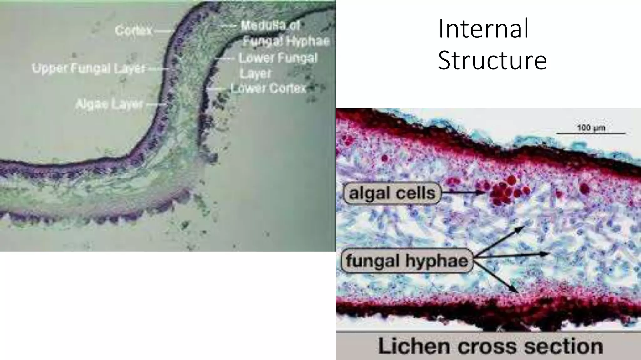 G.C of Lichens.pptx