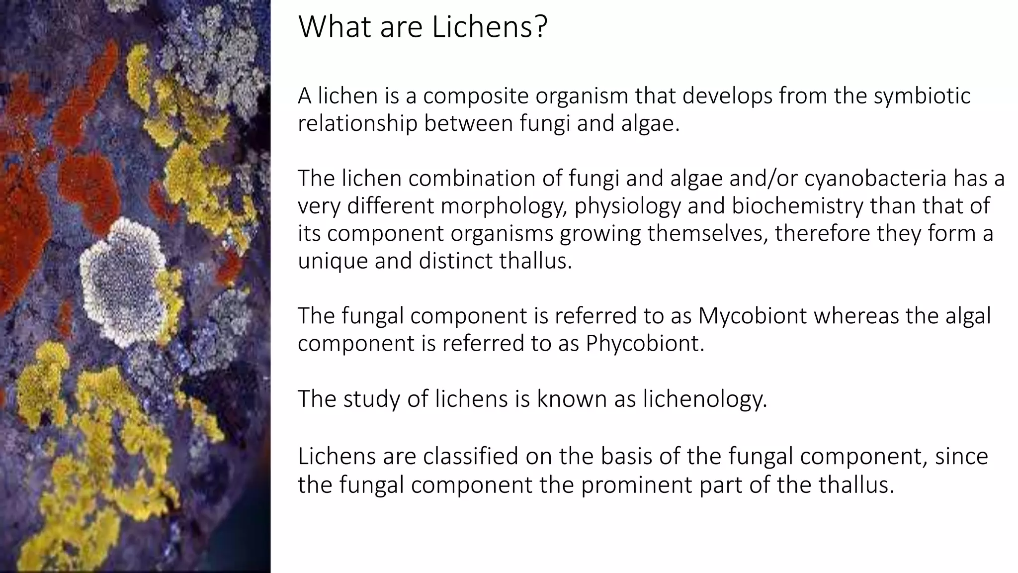 G.C of Lichens.pptx