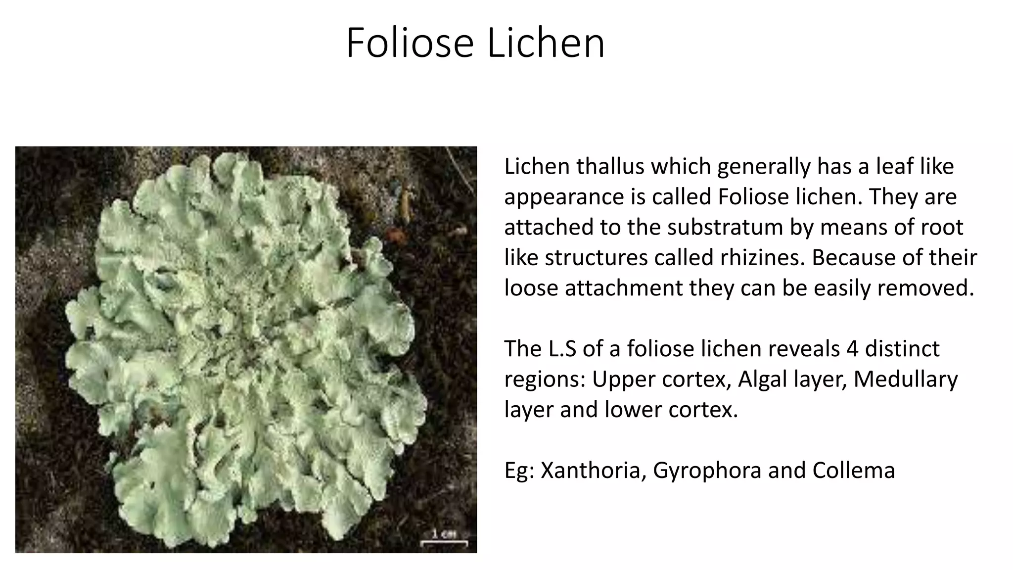 G.C of Lichens.pptx